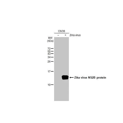 Anti-Zika virus NS2B protein antibody [HL2151] (ab317146) | Abcam中文官网