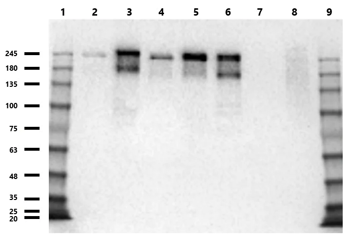 ZO-1 tight junction protein antibody - rabbit polyclonal (ab216880) | Abcam