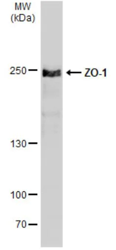 Anti-ZO1 tight junction protein antibody - rabbit polyclonal (ab96587 ...