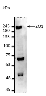 Anti-ZO1 tight junction protein antibody - C-terminal (ab190085) | Abcam