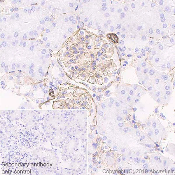 ZO1 tight junction protein抗体[EPR19945-296] (ab221547)| Abcam中文官网